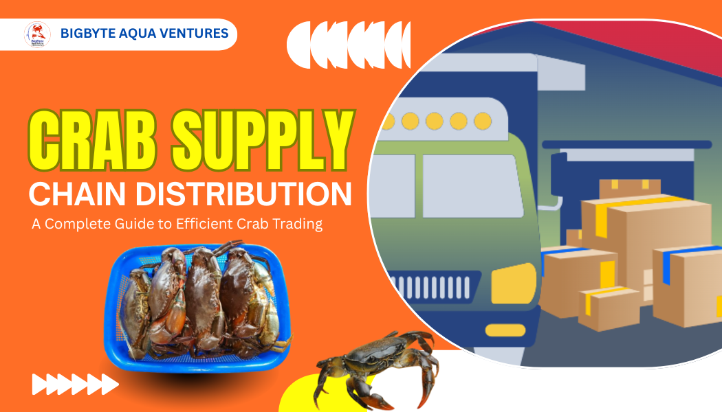 Crab Supply Chain Distribution: Guide to Efficient Trading